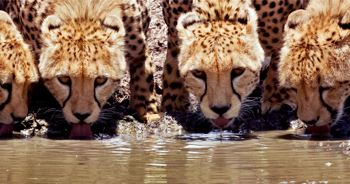 Education - Earth Day - Ecology - Apple (CA)